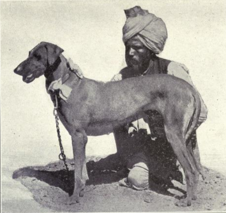 Dogs of All Nations, 1915 - suzanneclothier