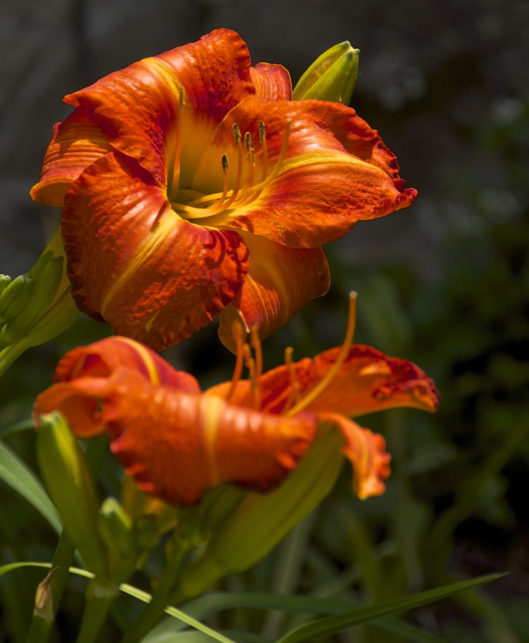 Acceptance - suzanneclothier