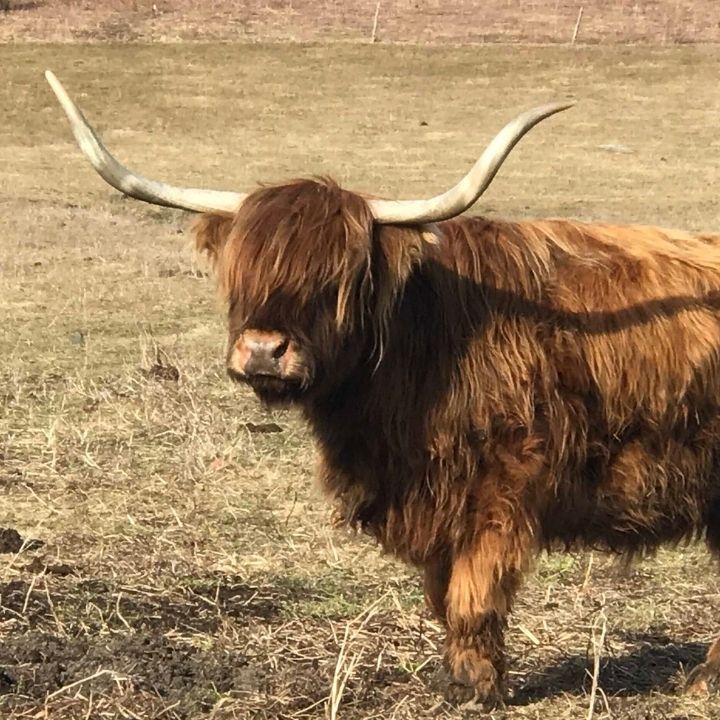 Animal Time - suzanneclothier