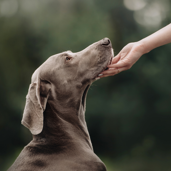 Communicating the Meaning Behind Our Touch - suzanneclothier