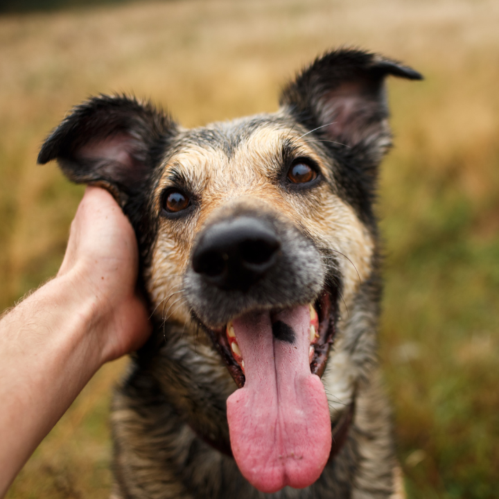 My Hypothesis Is . . . - suzanneclothier