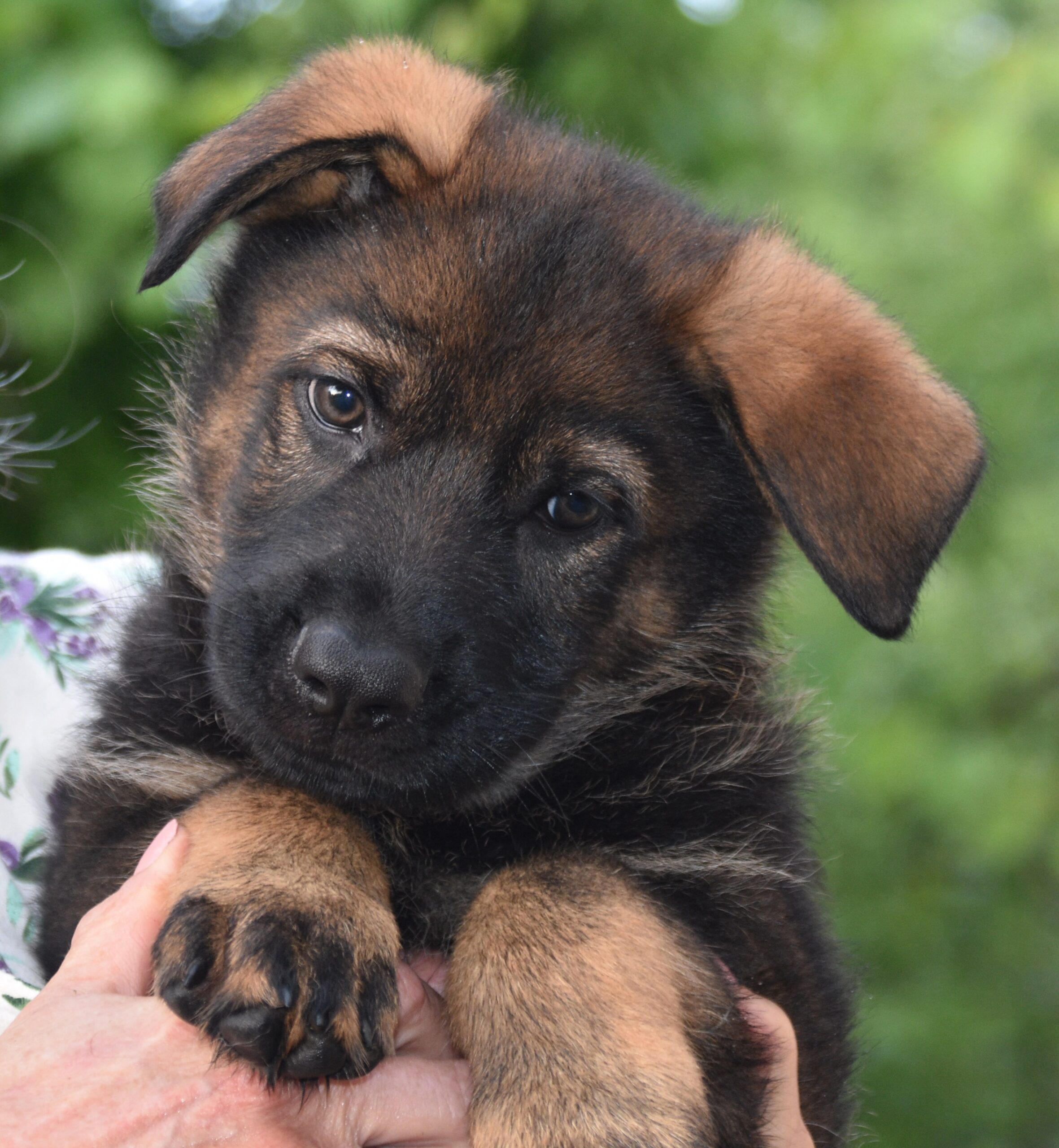 LYNX PUPPIES 2023 - Week 7 - suzanneclothier