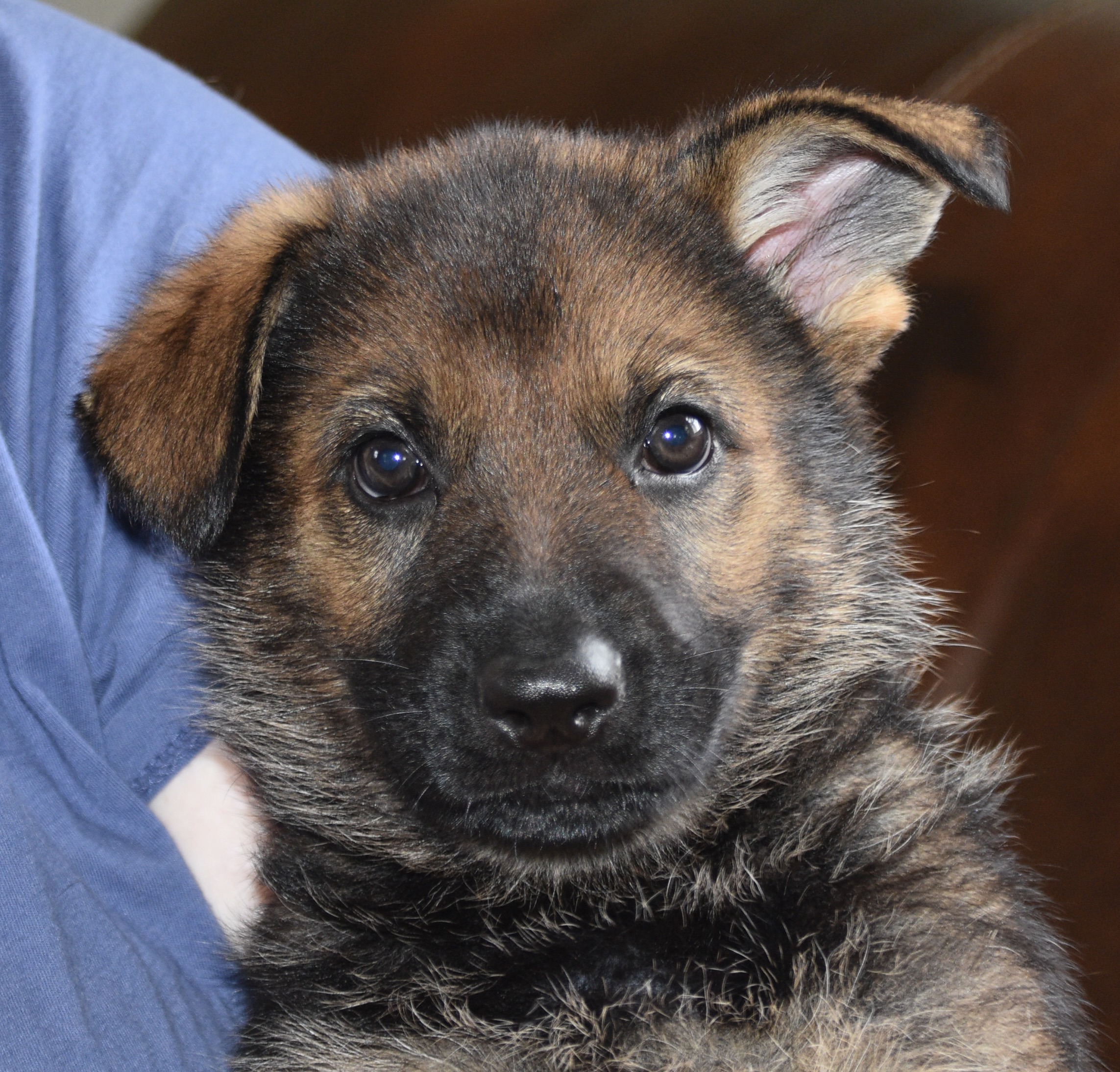 Lynx x Quest litter 2023 - Week 6 mug shots - suzanneclothier