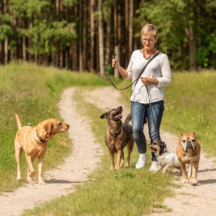 Juggling Life with Many Dogs - suzanneclothier