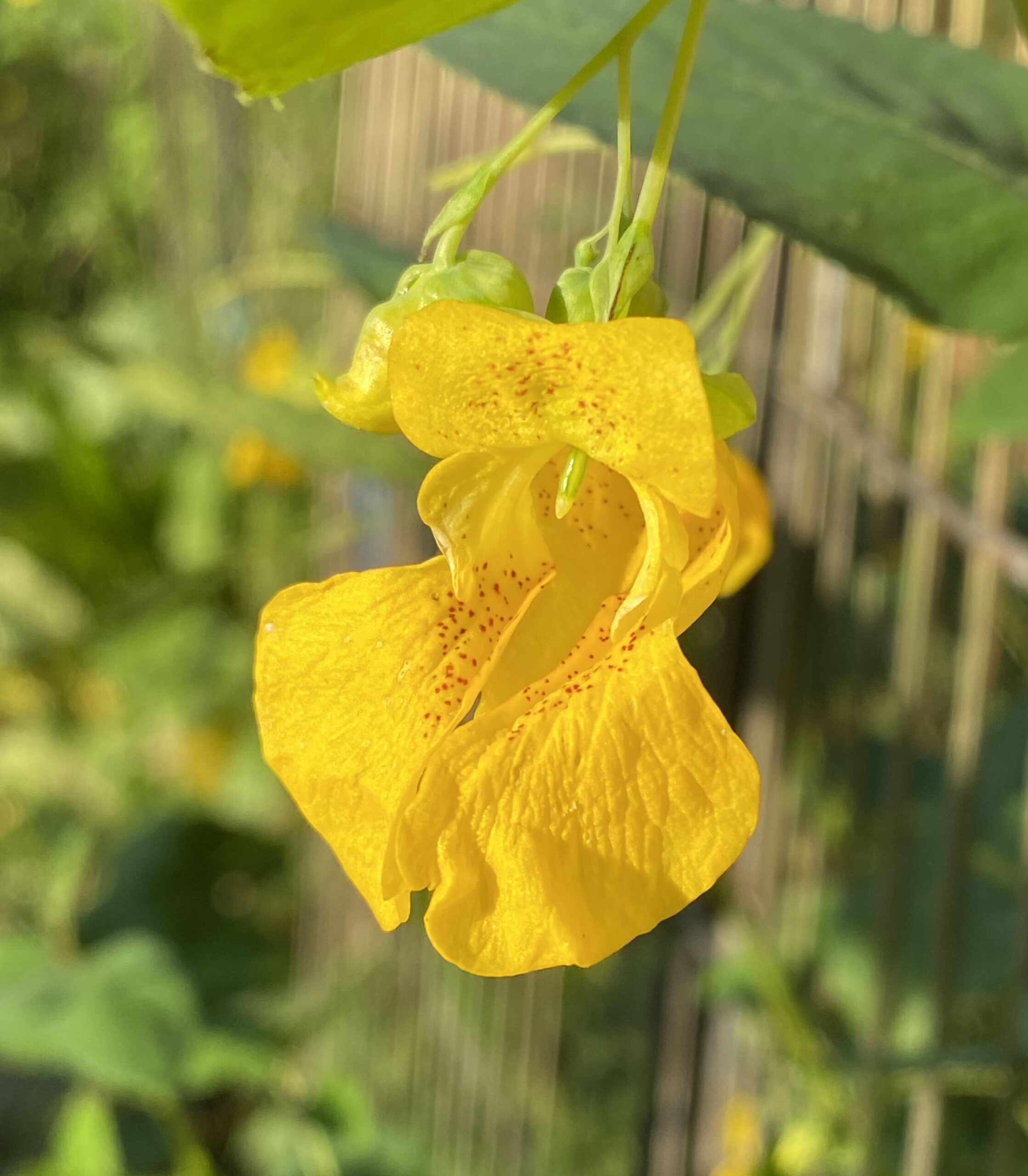 The Beauty of Small Things - suzanneclothier