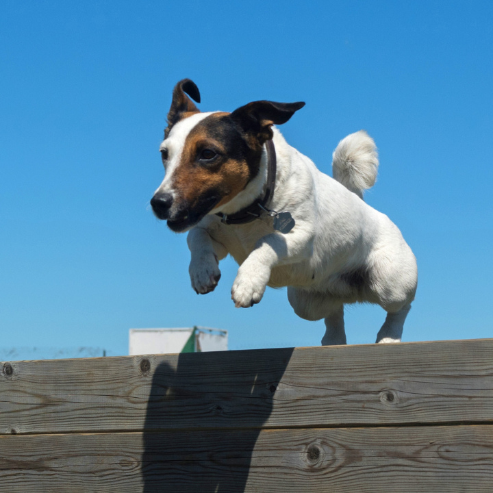 Natural Jumping Method Workshop - suzanneclothier