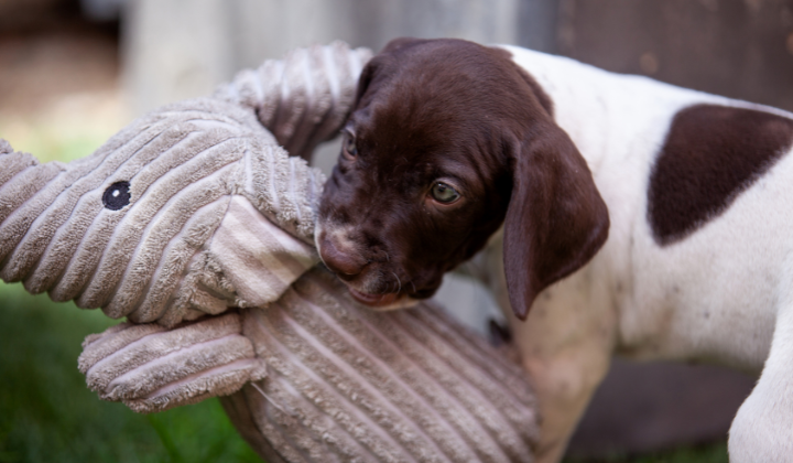 An Elephant and An AHA Moment - suzanneclothier