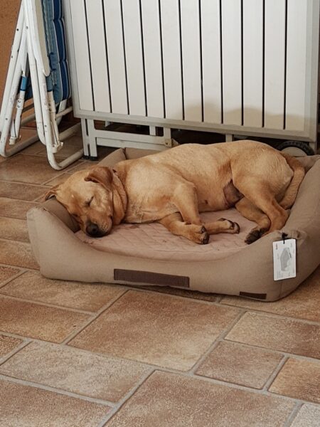 How I found a dog for my dad in 3 days: Guest Blog by Judy Rapp Moore ...