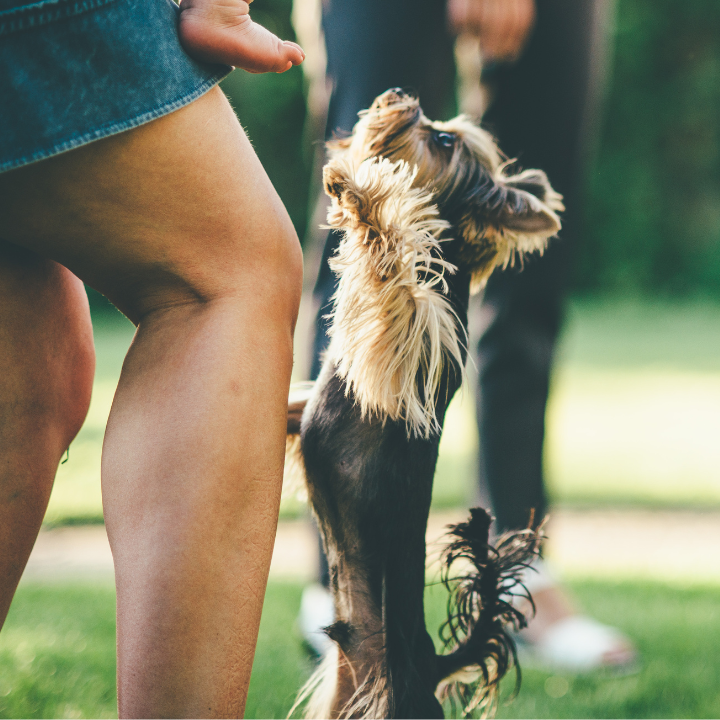 The Magic of "Go Say Hi" - Keeping Dogs Safe & Under Threshold While ...