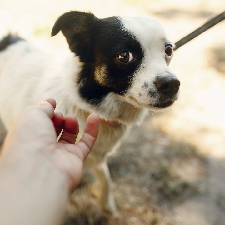 Treat/Retreat & Generalization - suzanneclothier