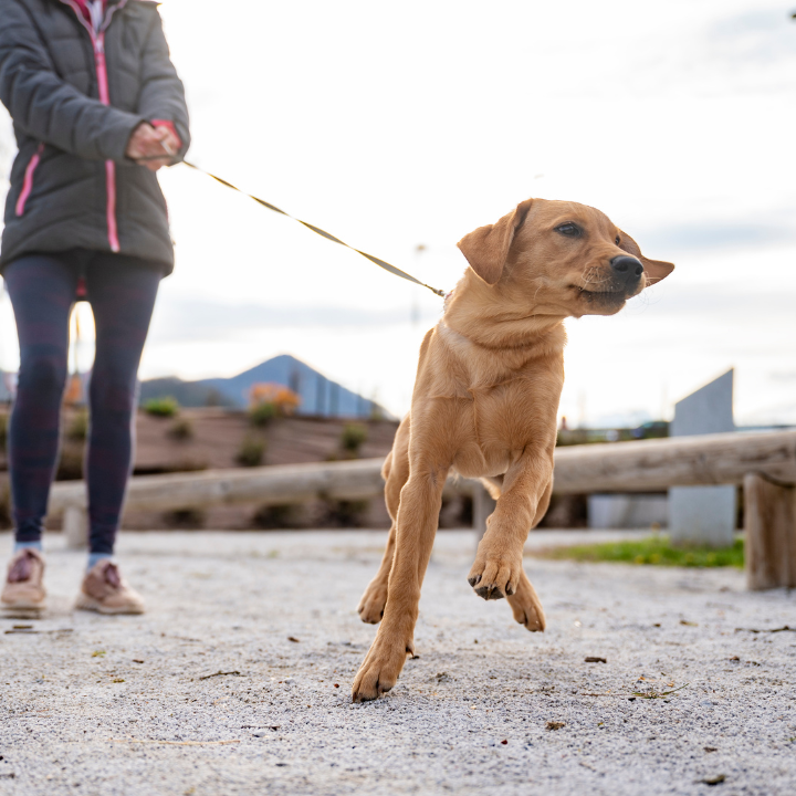 When VAN Takes Over - suzanneclothier