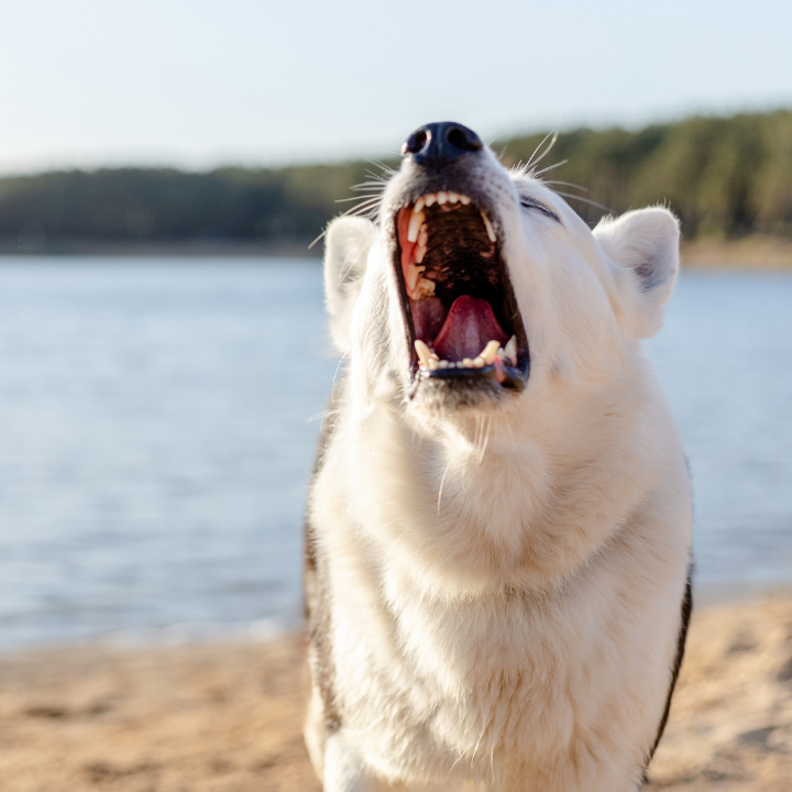 When "Reactive" Dogs Reveal Their True Selves - suzanneclothier