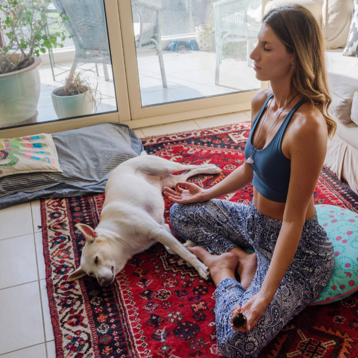 The Handler's Role - Your Nervous System Is the Foundation for ...